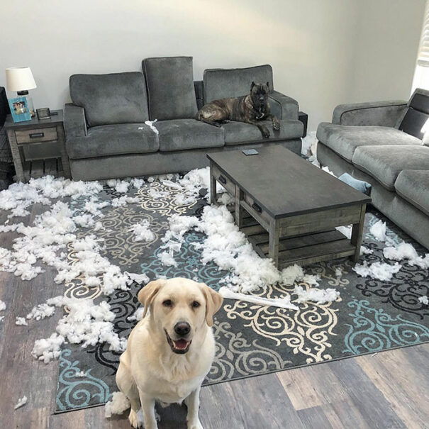 40 Dogs Caught Red-Pawed After Destroying Something | DeMilked