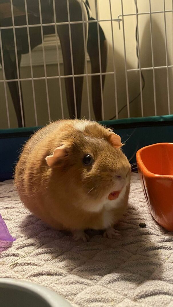 35 Round And Snuggly Creatures You Can't Resist Admiring | DeMilked