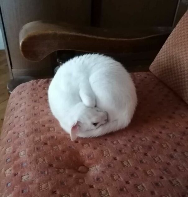 35 Round And Snuggly Creatures You Can't Resist Admiring | DeMilked