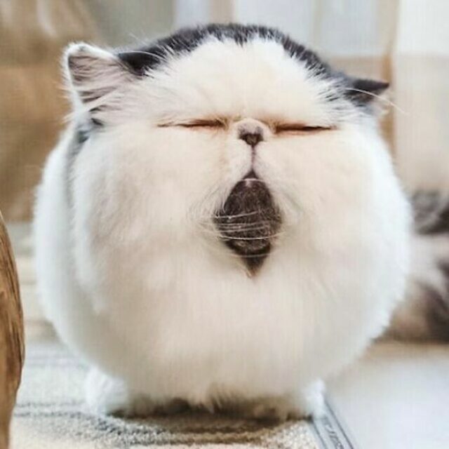 35 Round And Snuggly Creatures You Can't Resist Admiring | DeMilked