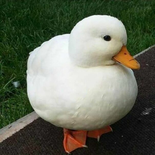 35 Round And Snuggly Creatures You Can't Resist Admiring | DeMilked