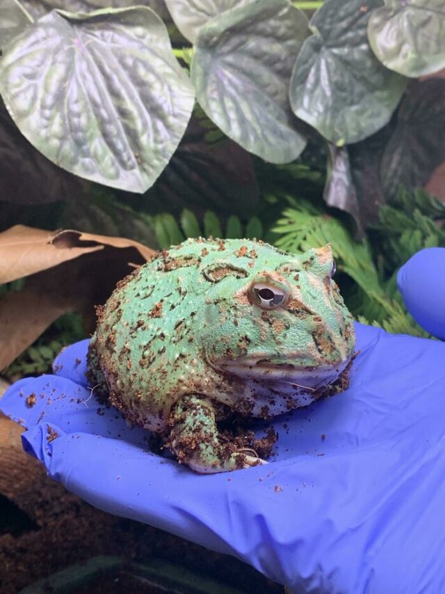 35 Round And Snuggly Creatures You Can't Resist Admiring | DeMilked