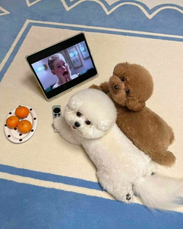 35 Round And Snuggly Creatures You Can't Resist Admiring | DeMilked