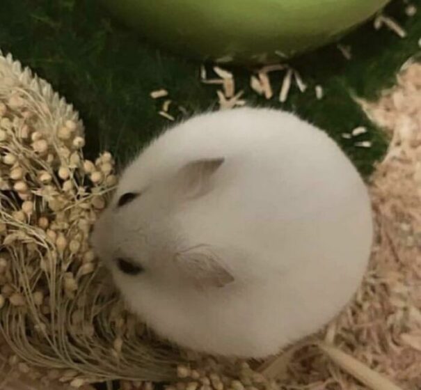 35 Round And Snuggly Creatures You Can't Resist Admiring | DeMilked