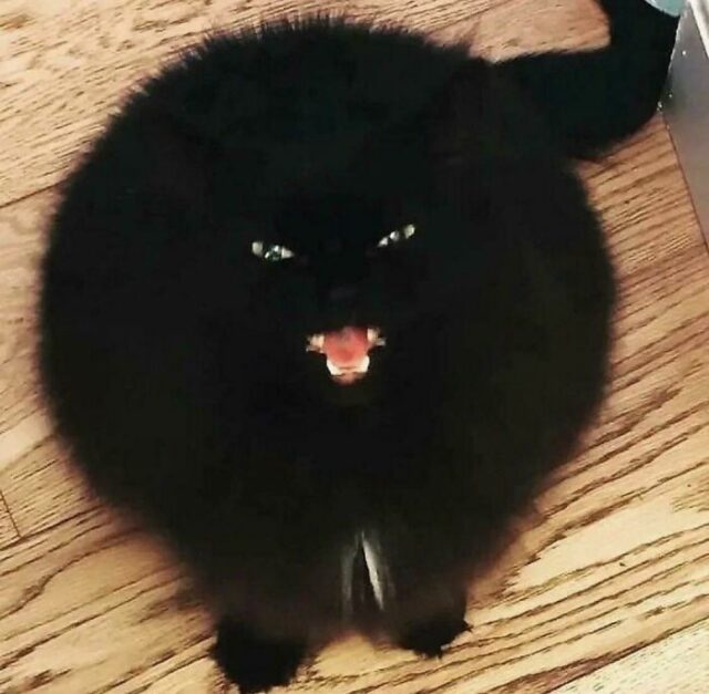 35 Round And Snuggly Creatures You Can't Resist Admiring | DeMilked