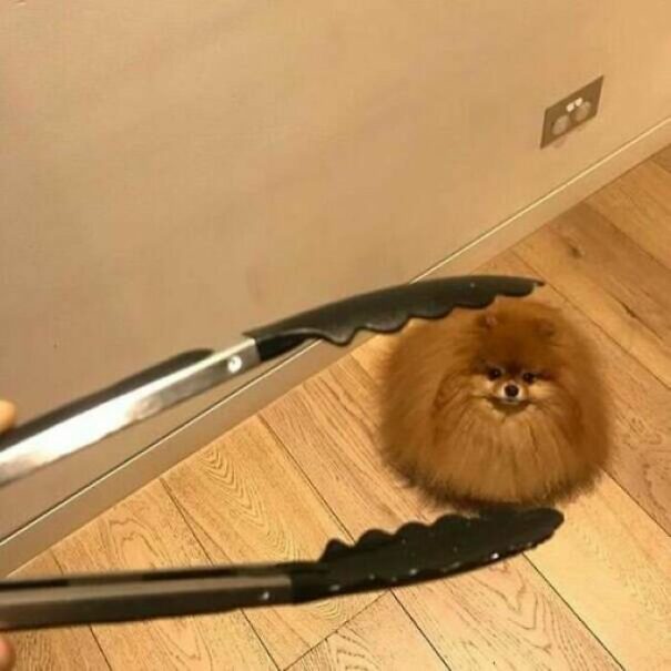 35 Round And Snuggly Creatures You Can't Resist Admiring | DeMilked