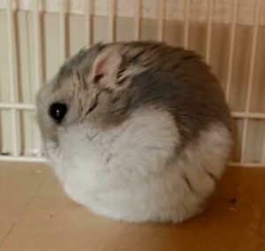 35 Round And Snuggly Creatures You Can't Resist Admiring | DeMilked