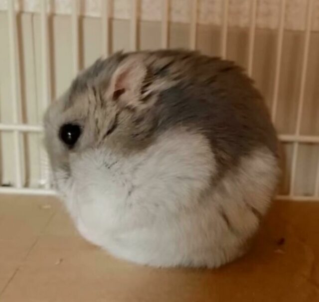 35 Round And Snuggly Creatures You Can't Resist Admiring | DeMilked