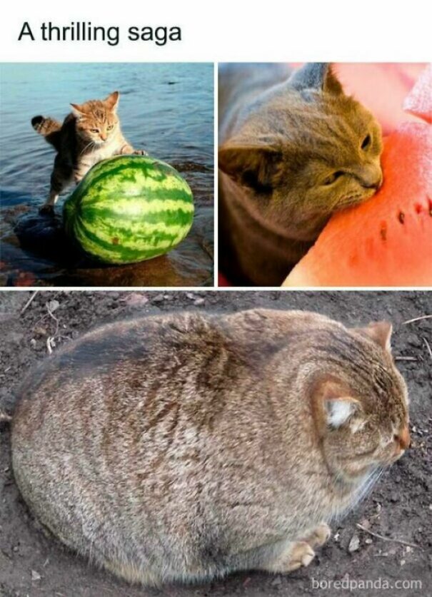 35 Round And Snuggly Creatures You Can't Resist Admiring | DeMilked