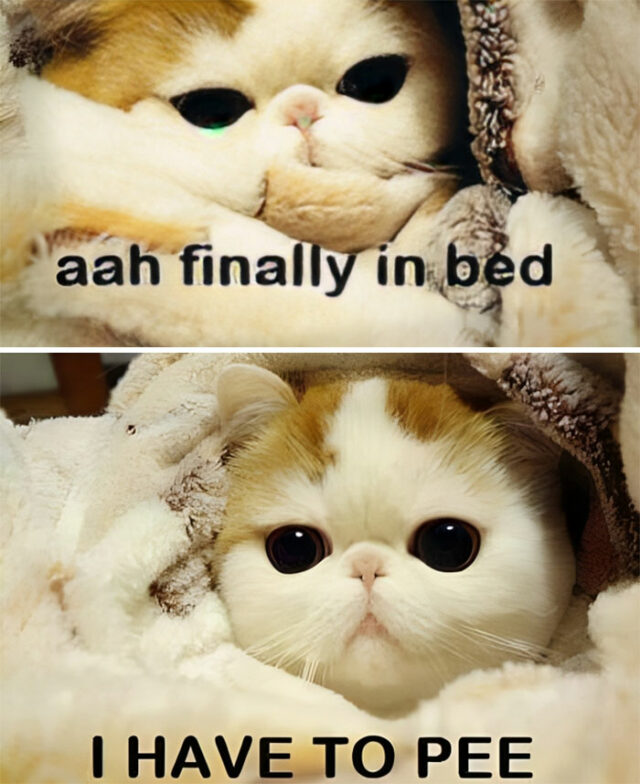 30 Hilarious Memes That Sum Up Pregnancy And The Life Of Parents | DeMilked