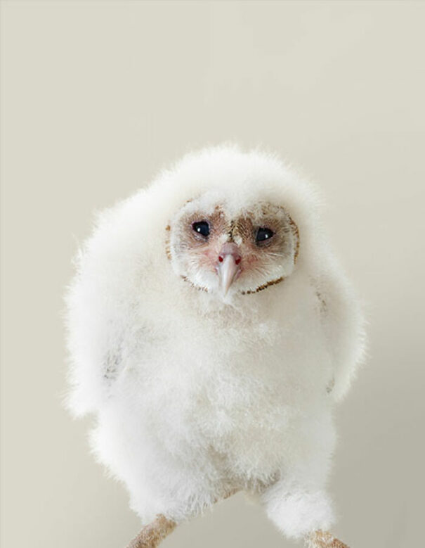 Leila Jeffreys Captures 30 Mesmerising Shots Of Birds In A Unique Photo ...