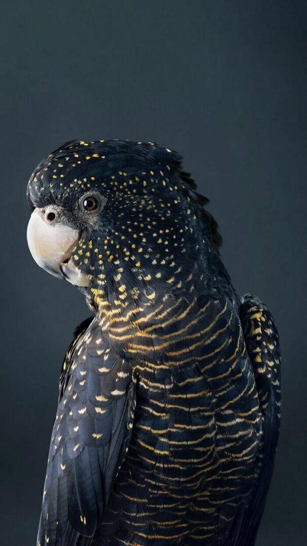 Leila Jeffreys Captures 30 Mesmerising Shots Of Birds In A Unique Photo ...