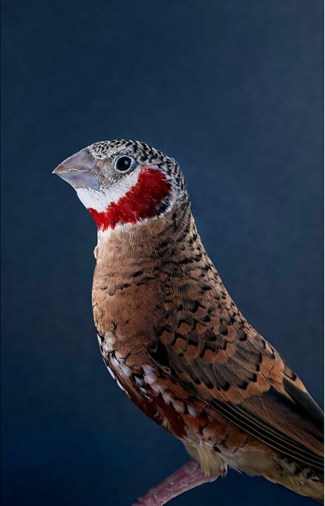 Leila Jeffreys Captures 30 Mesmerising Shots Of Birds In A Unique Photo ...