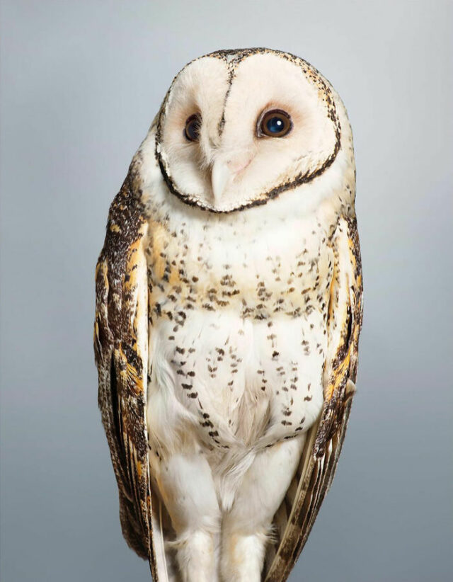 Leila Jeffreys Captures 30 Mesmerising Shots Of Birds In A Unique Photo ...