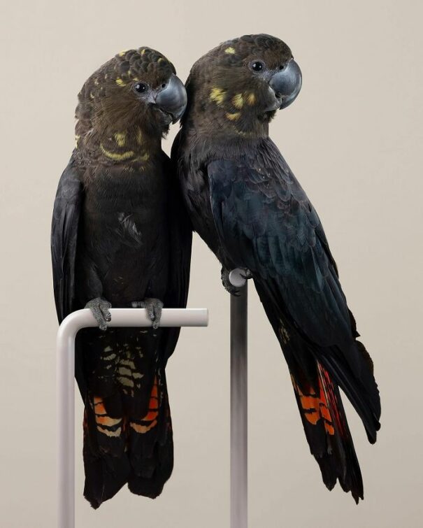 Leila Jeffreys Captures 30 Mesmerising Shots Of Birds In A Unique Photo ...