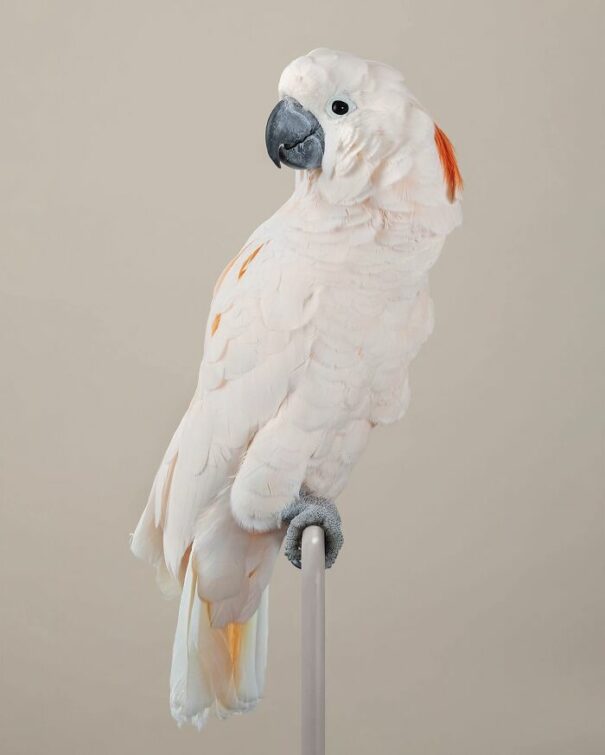 Leila Jeffreys Captures 30 Mesmerising Shots Of Birds In A Unique Photo ...