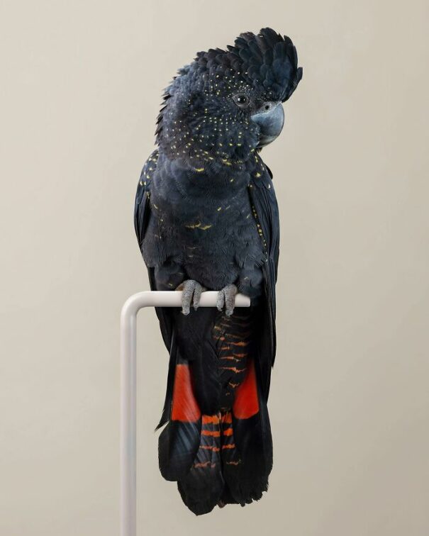 Leila Jeffreys Captures 30 Mesmerising Shots Of Birds In A Unique Photo ...