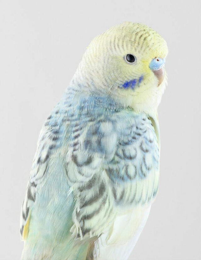 Leila Jeffreys Captures 30 Mesmerising Shots Of Birds In A Unique Photo ...