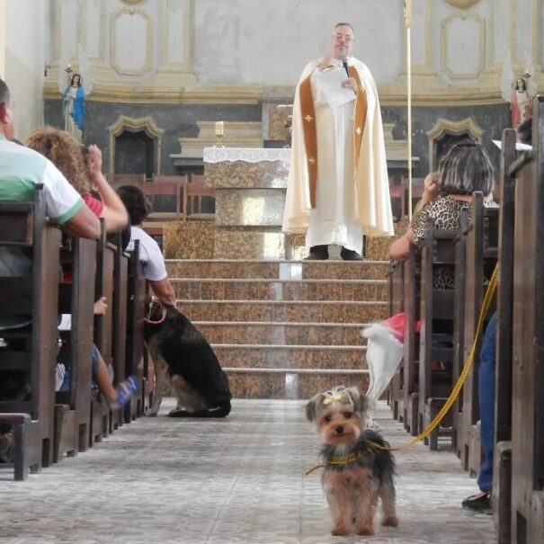 15 Wholesome Pics Of A Brazilian Priest Who Encourages Animal Adoption ...