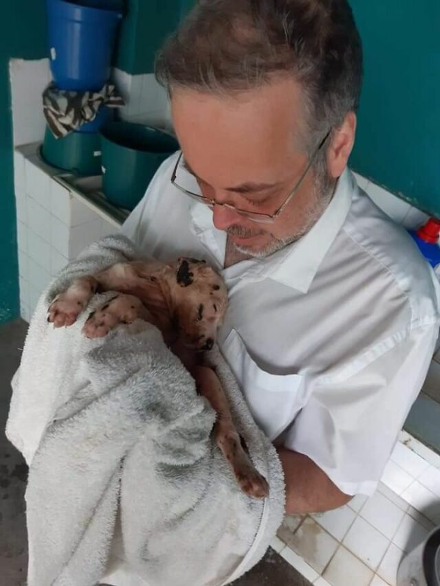 15 Wholesome Pics Of A Brazilian Priest Who Encourages Animal Adoption ...