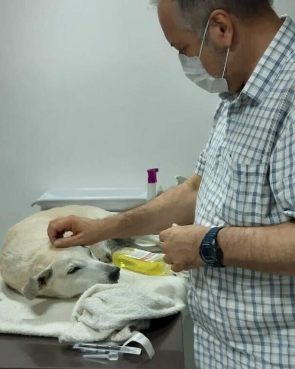 15 Wholesome Pics Of A Brazilian Priest Who Encourages Animal Adoption ...