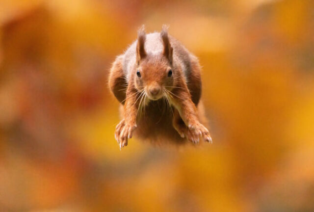 25 Pictures Featuring The Gymnastic Abilities Of Red Squirrels | DeMilked