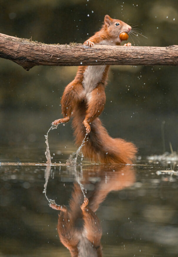 25 Pictures Featuring The Gymnastic Abilities Of Red Squirrels | DeMilked