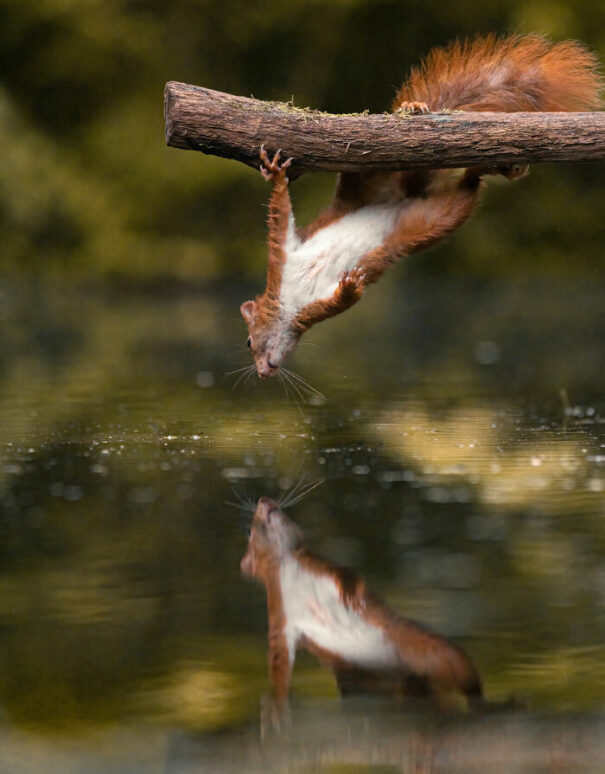 25 Pictures Featuring The Gymnastic Abilities Of Red Squirrels | DeMilked
