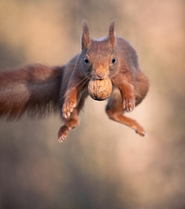 25 Pictures Featuring The Gymnastic Abilities Of Red Squirrels | DeMilked