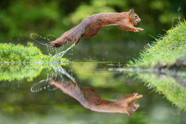 25 Pictures Featuring The Gymnastic Abilities Of Red Squirrels | DeMilked