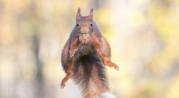 25 Pictures Featuring The Gymnastic Abilities Of Red Squirrels | DeMilked