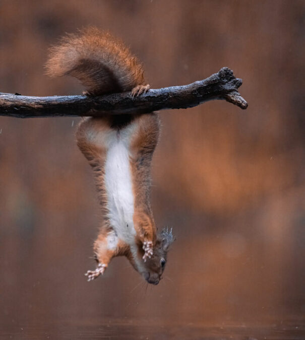 25 Pictures Featuring The Gymnastic Abilities Of Red Squirrels | DeMilked