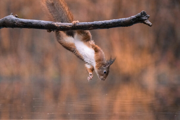 25 Pictures Featuring The Gymnastic Abilities Of Red Squirrels | DeMilked
