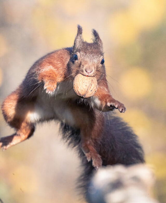 25 Pictures Featuring The Gymnastic Abilities Of Red Squirrels | DeMilked