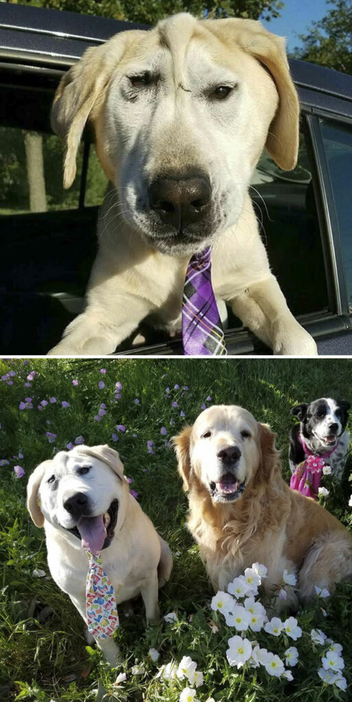 35 Times Pets Won The Genetic Lottery And Ended Up With Unique Features ...