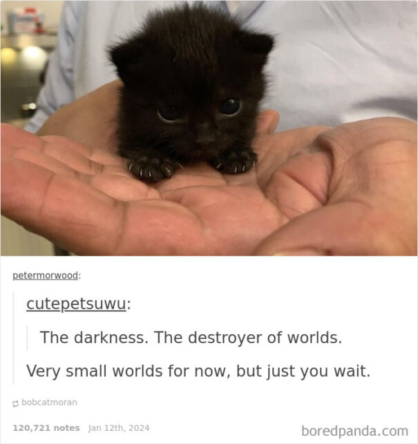 30 Funny Animal Pics Turned Into Relatable Memes | DeMilked