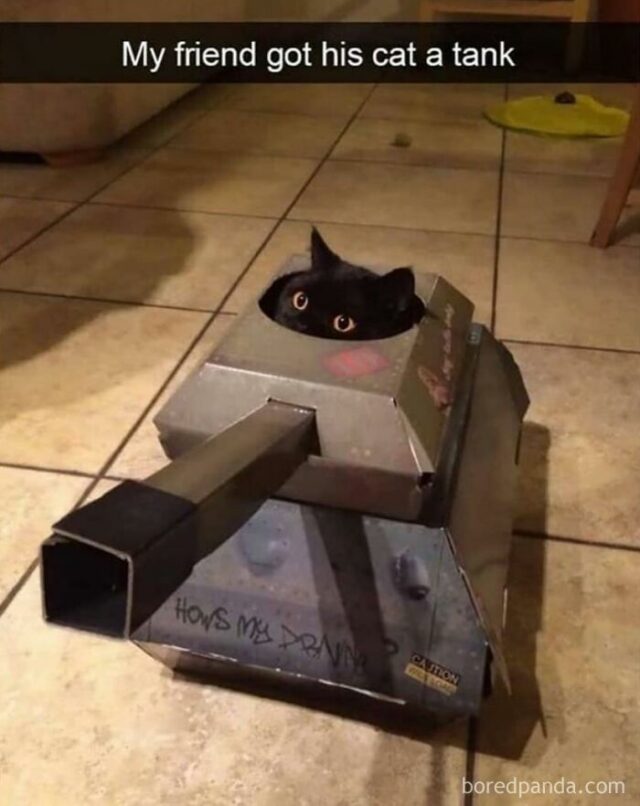 30 Funny Animal Pics Turned Into Relatable Memes | DeMilked