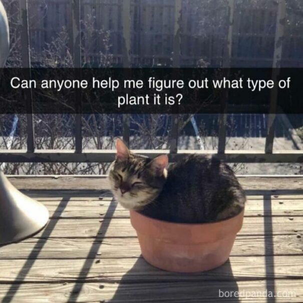 30 Funny Animal Pics Turned Into Relatable Memes | DeMilked