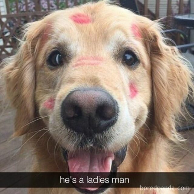 30 Funny Animal Pics Turned Into Relatable Memes | DeMilked