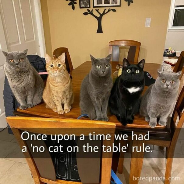 30 Funny Animal Pics Turned Into Relatable Memes | DeMilked