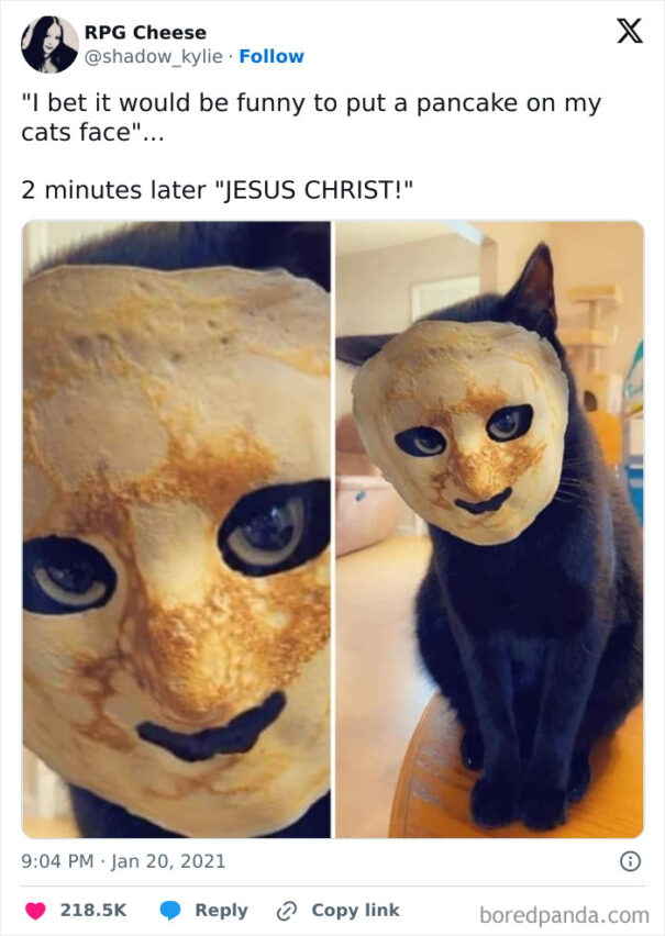 30 Funny Animal Pics Turned Into Relatable Memes | DeMilked