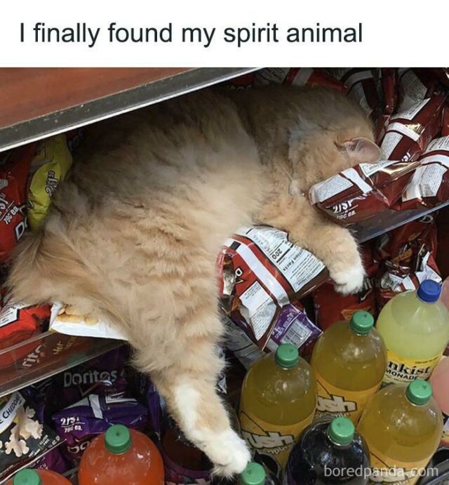 30 Funny Animal Pics Turned Into Relatable Memes | DeMilked