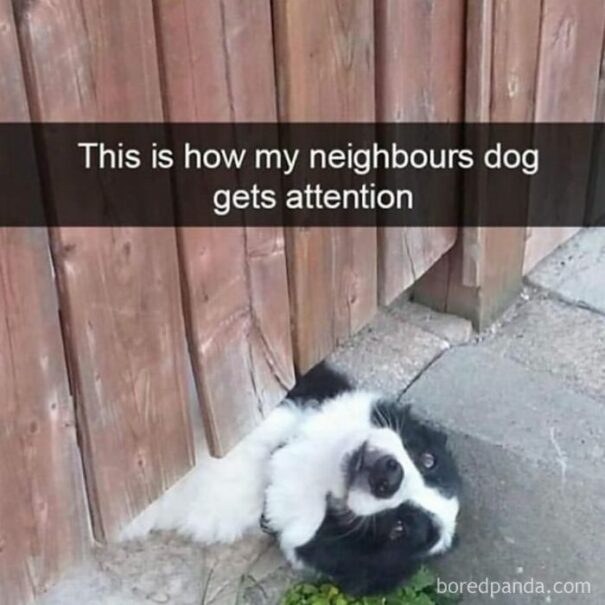 30 Funny Animal Pics Turned Into Relatable Memes | DeMilked