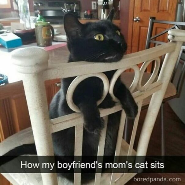 30 Funny Animal Pics Turned Into Relatable Memes | DeMilked