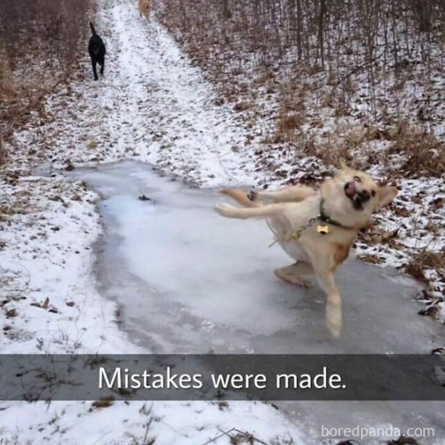 30 Funny Animal Pics Turned Into Relatable Memes | DeMilked