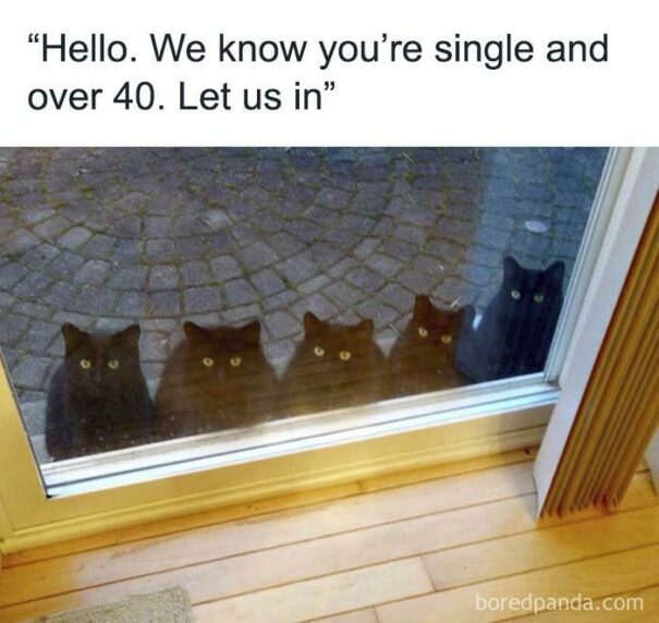 30 Funny Animal Pics Turned Into Relatable Memes | DeMilked