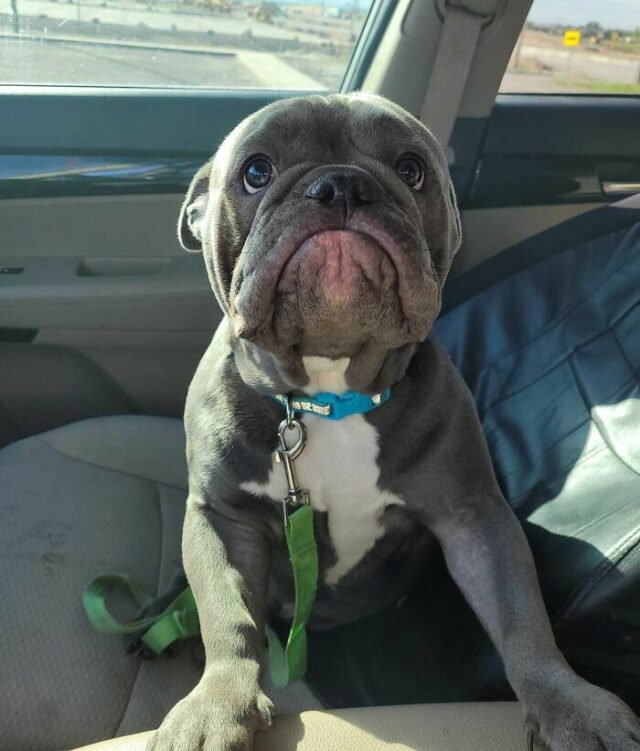 45 Photos Of Animals Who Were Having A Ruff Day | DeMilked