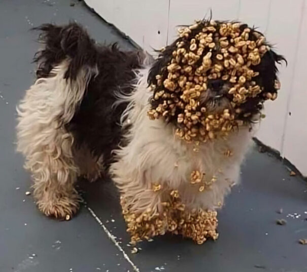 45 Photos Of Animals Who Were Having A Ruff Day | DeMilked