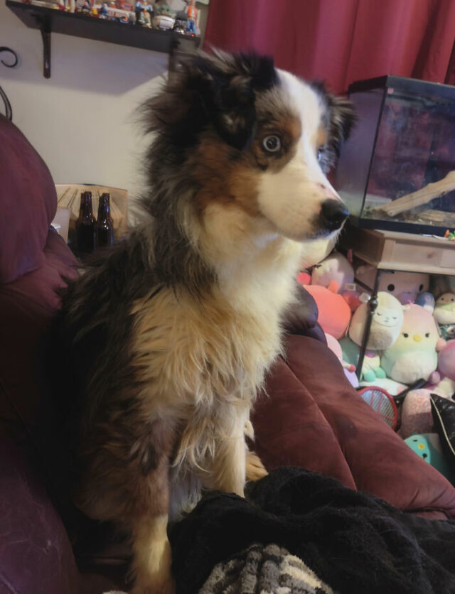 45 Photos Of Animals Who Were Having A Ruff Day | DeMilked