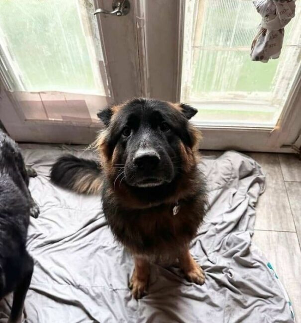 45 Photos Of Animals Who Were Having A Ruff Day | DeMilked